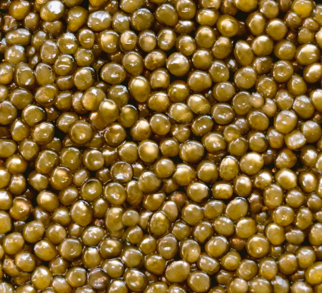 Altima Caviar | Exclusive Collection, Sustainably Sourced